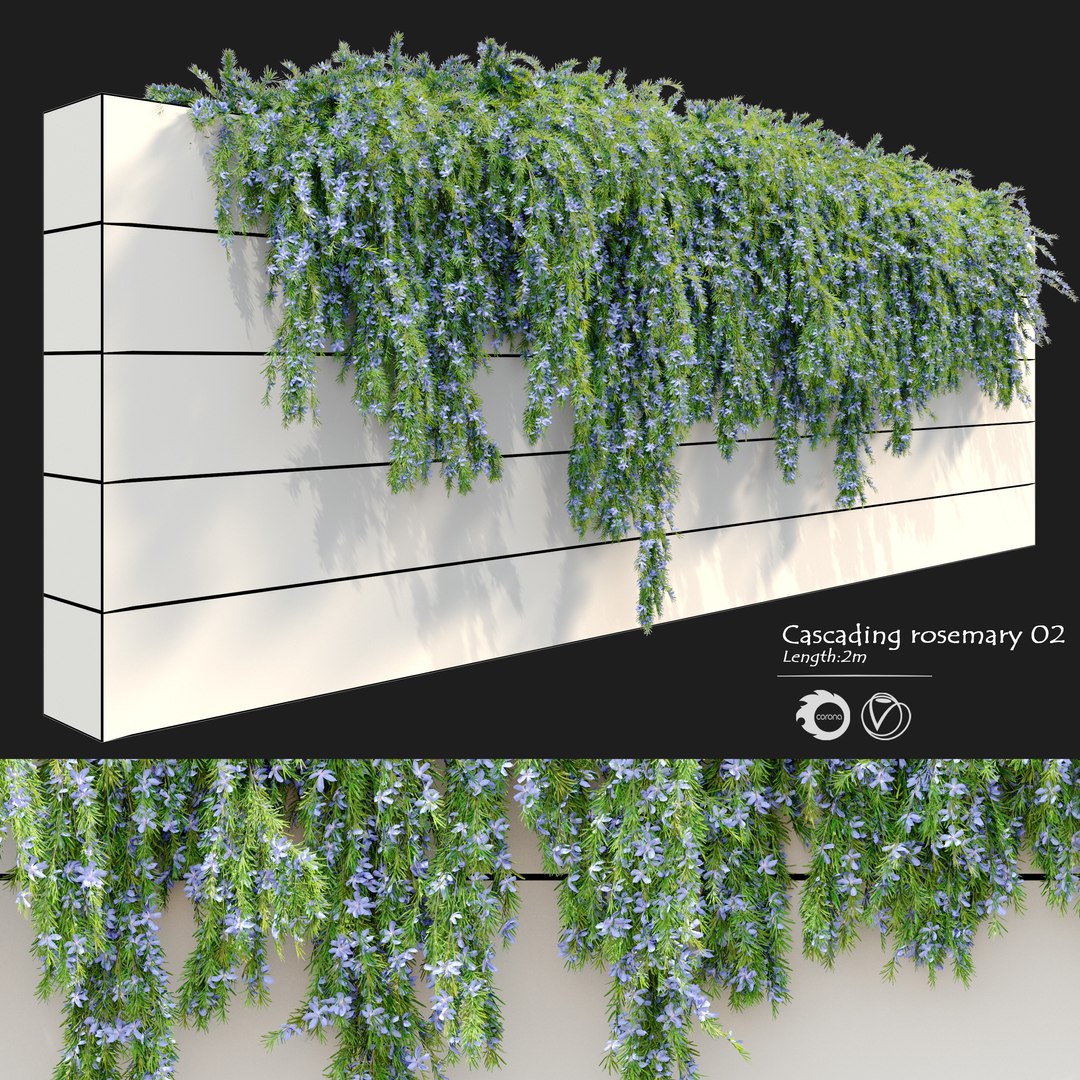 3D Cascading Rosemary 2 - TurboSquid 1938211