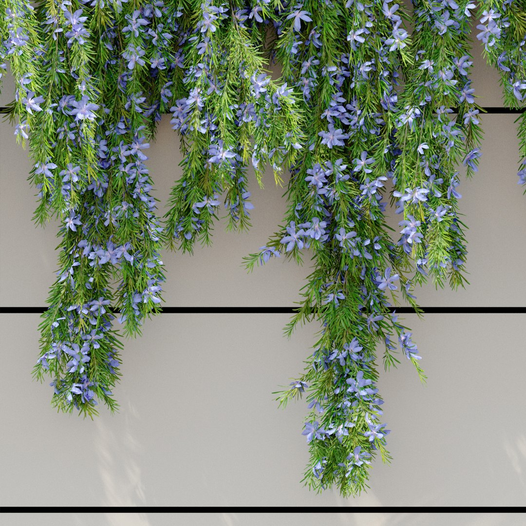 3D Cascading Rosemary 2 - TurboSquid 1938211