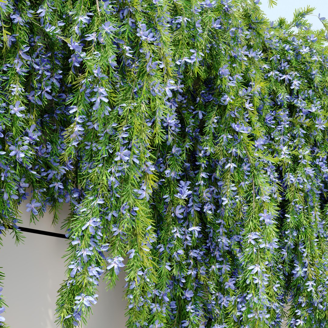 3D Cascading Rosemary 2 - TurboSquid 1938211