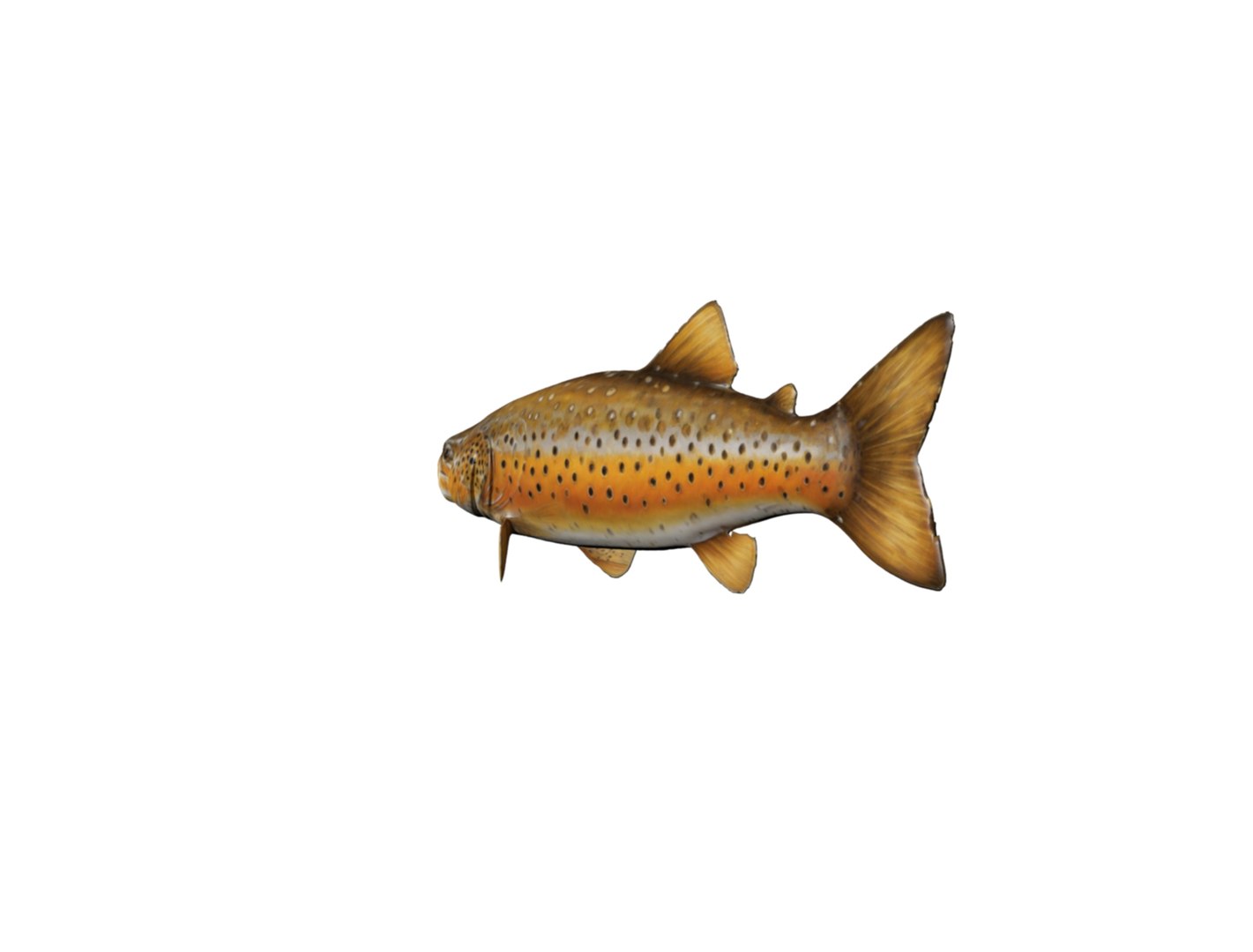 Realistic Brown Trout Fish 3D Model 3D Model - TurboSquid 2324631