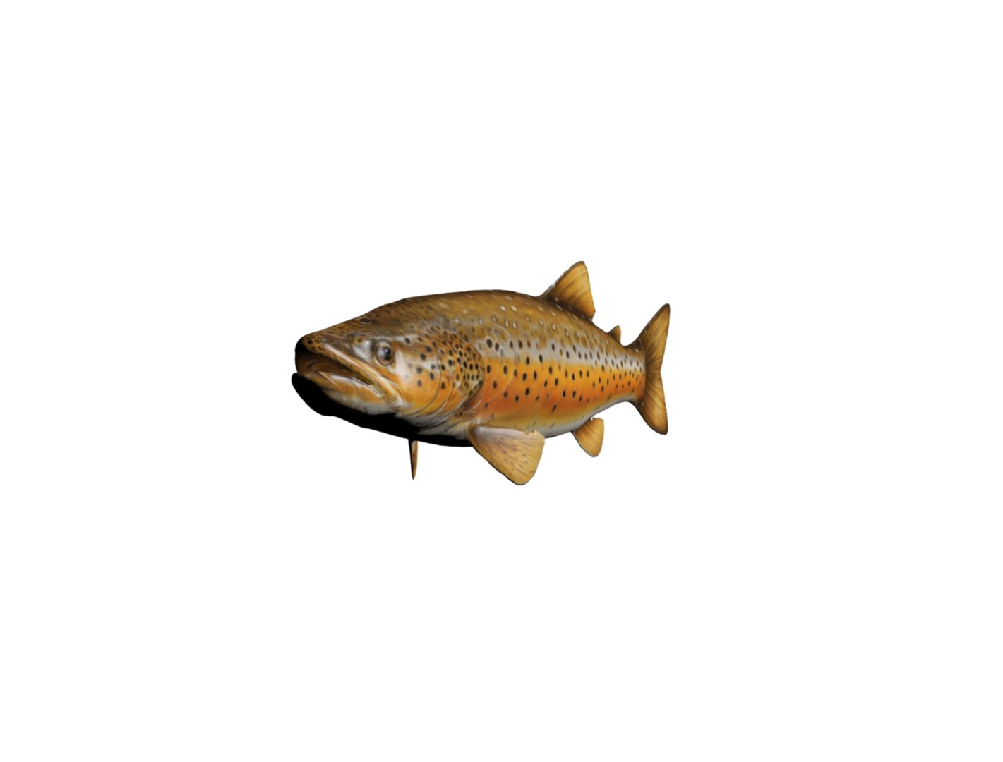 Realistic Brown Trout Fish 3D Model 3D Model - TurboSquid 2324631