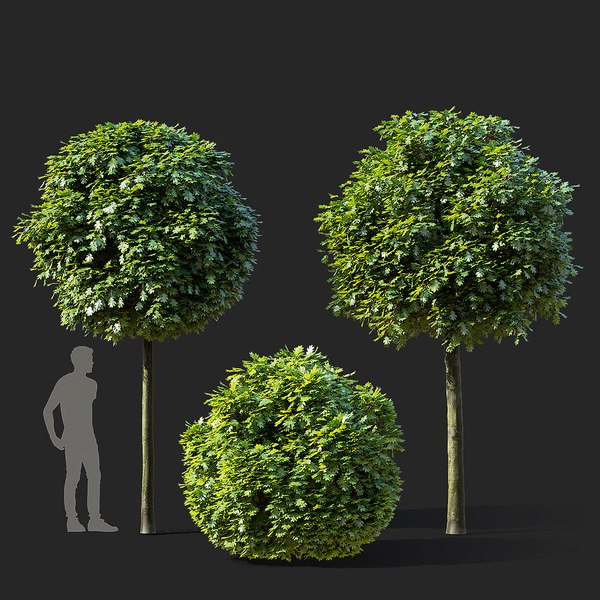 modelo 3d Quercus palustris Enano Verde - TurboSquid 2126653