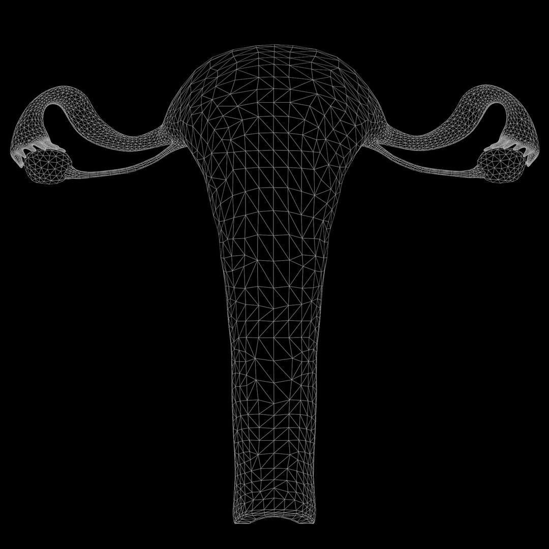 3D Female Reproductive System - TurboSquid 1728404