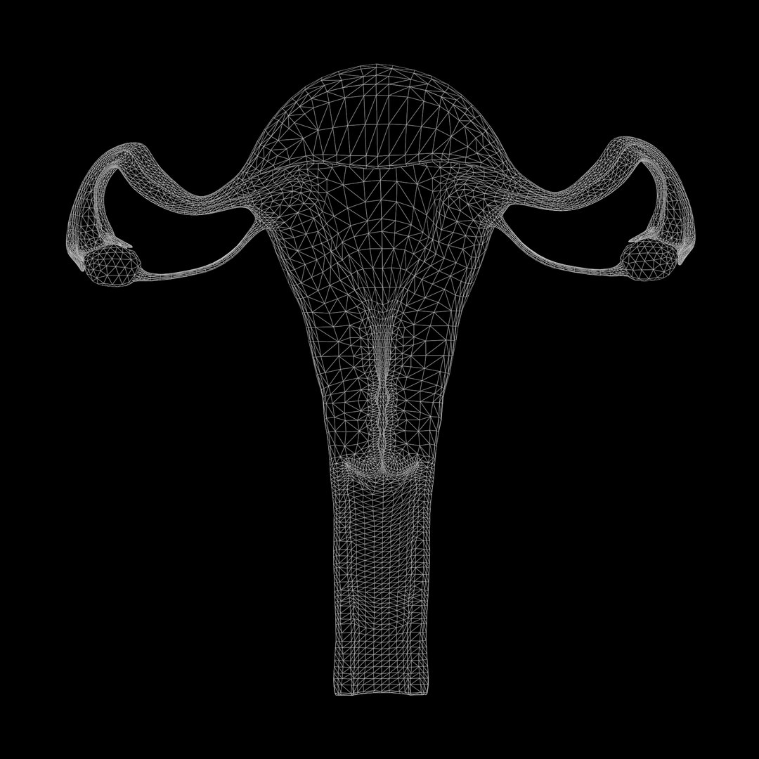 3D Female Reproductive System - TurboSquid 1728404