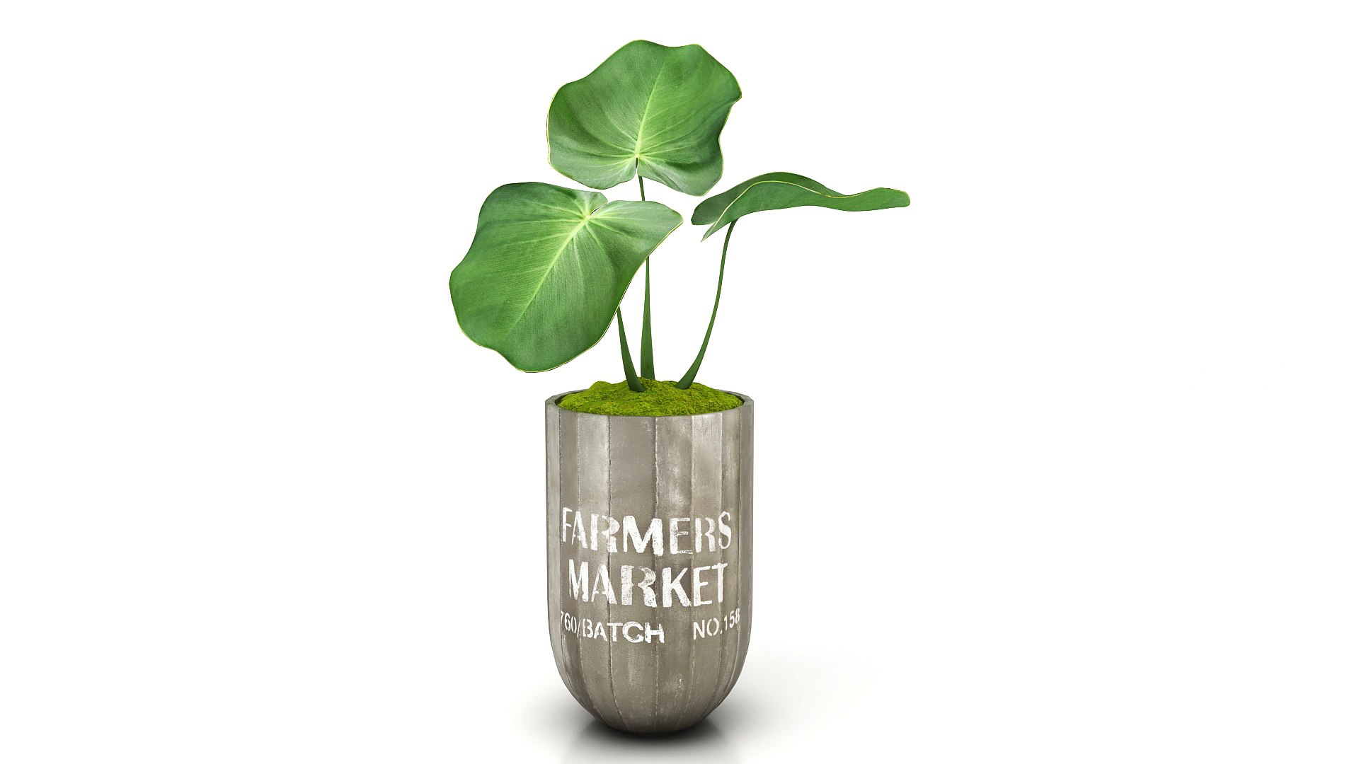 3D Collection plants model - TurboSquid 2080964