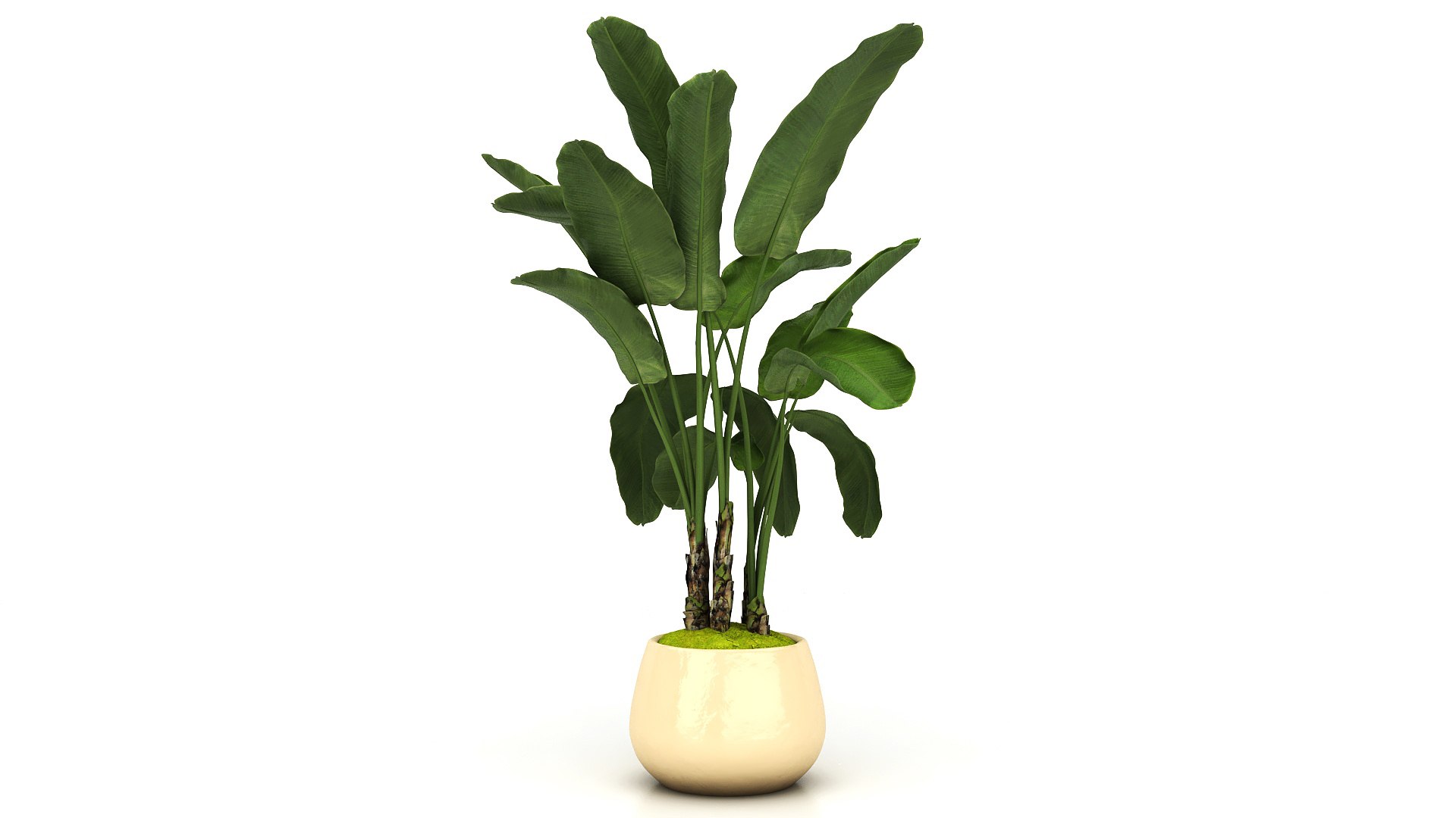 3D Collection plants model - TurboSquid 2080964