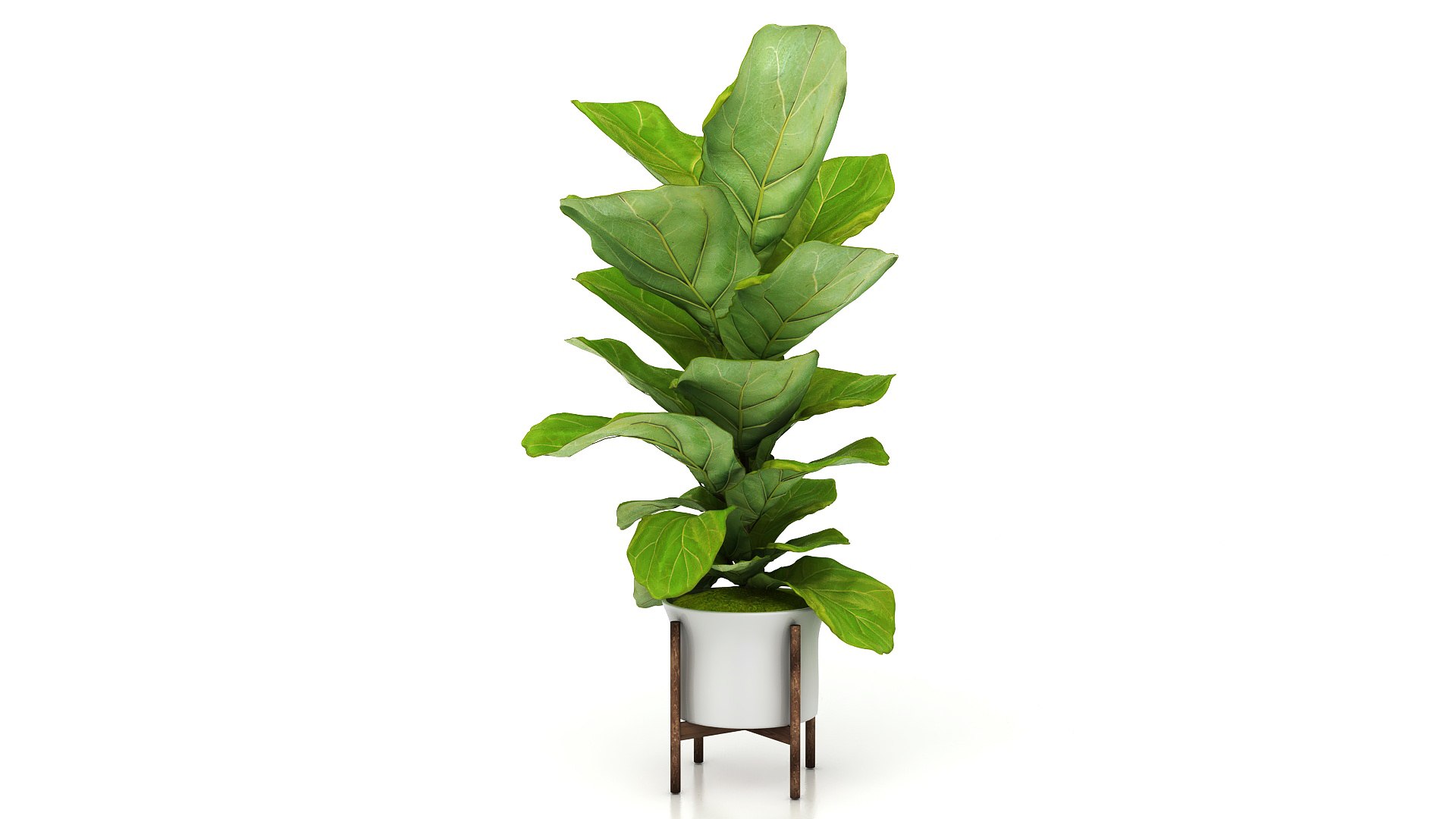 3D Collection plants model - TurboSquid 2080964