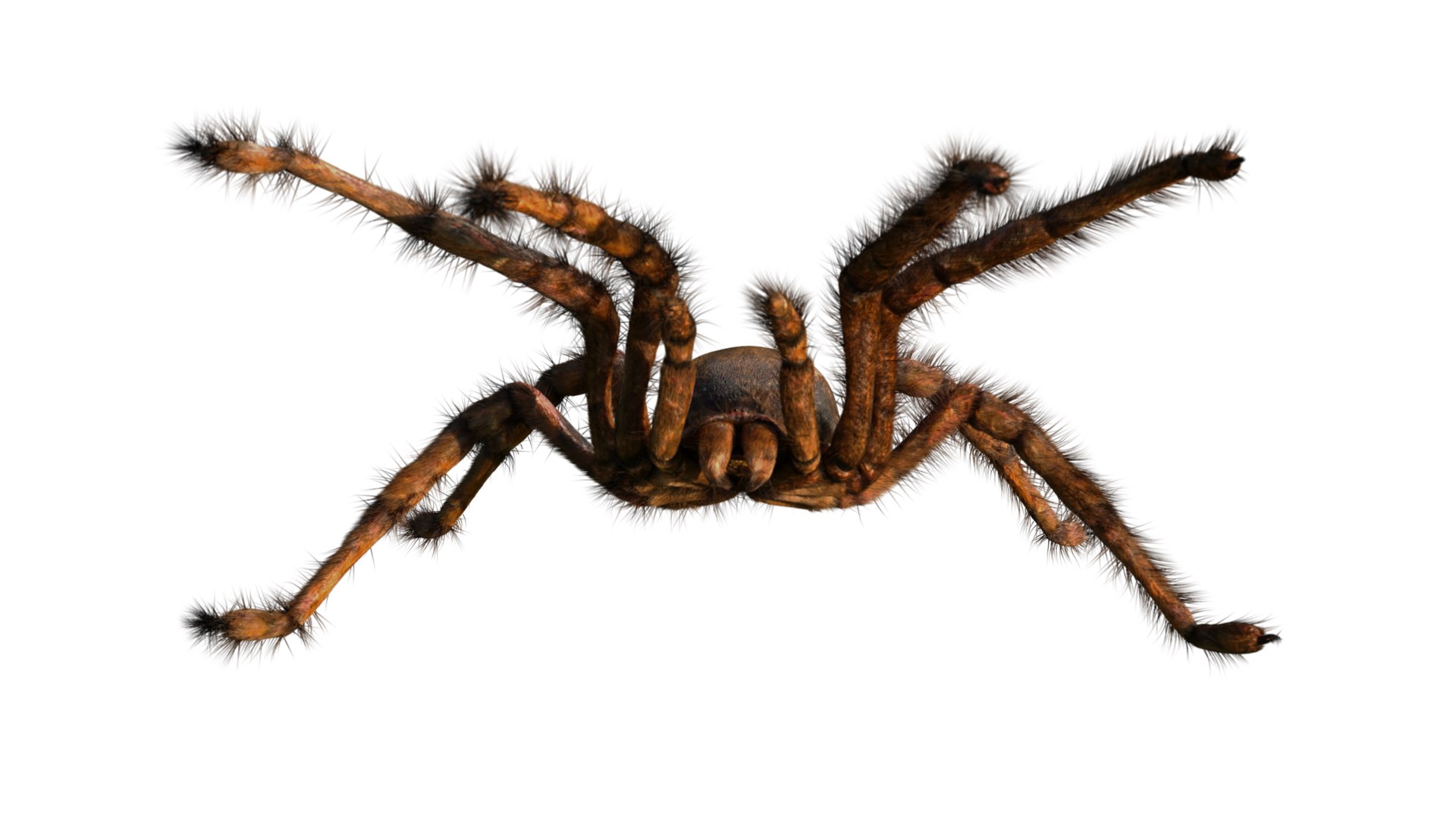 3D Spider Goliath - Rigged - TurboSquid 1872017