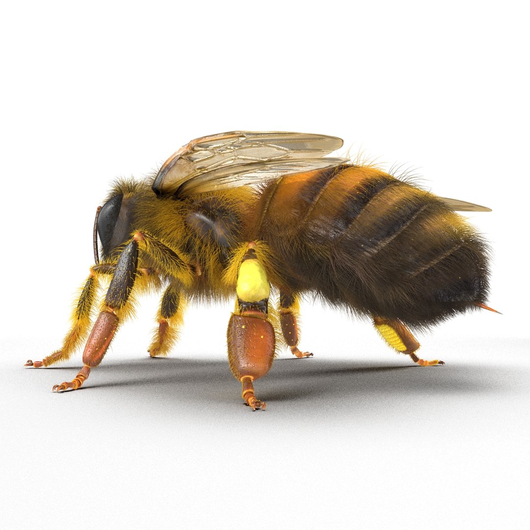 Bee Realistic 3d Model