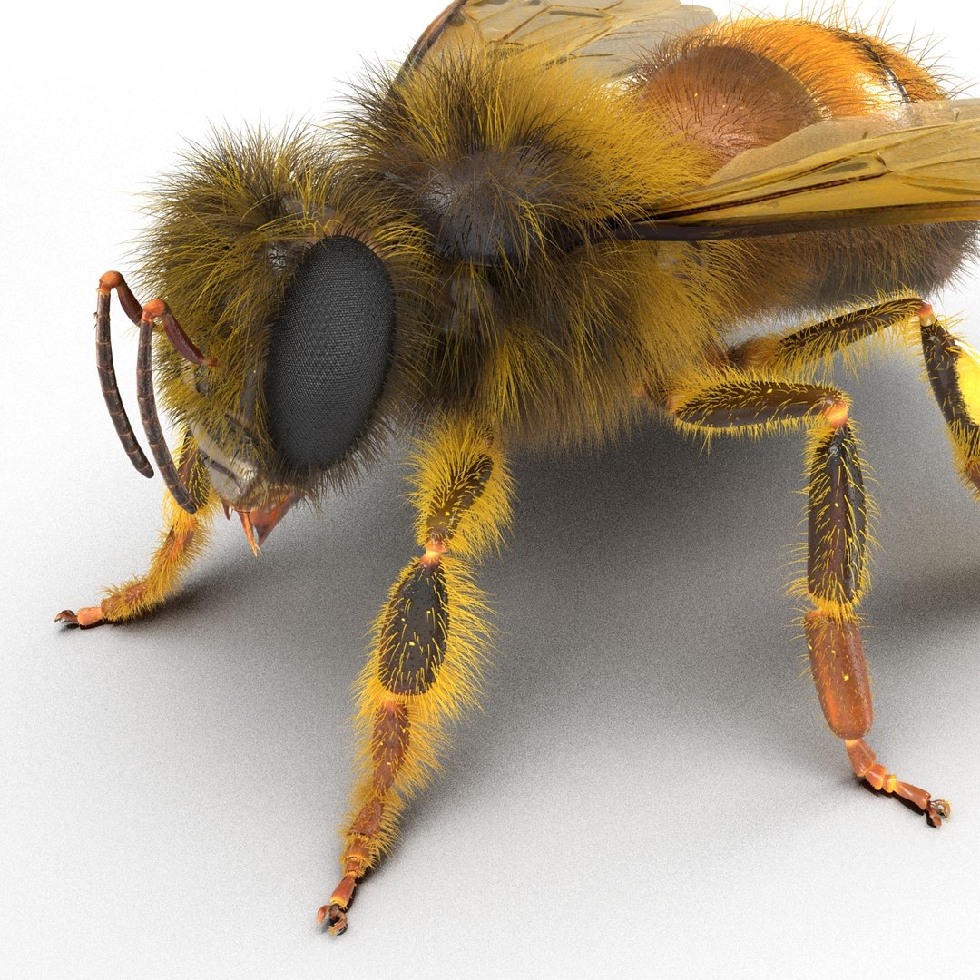 bee realistic 3d model