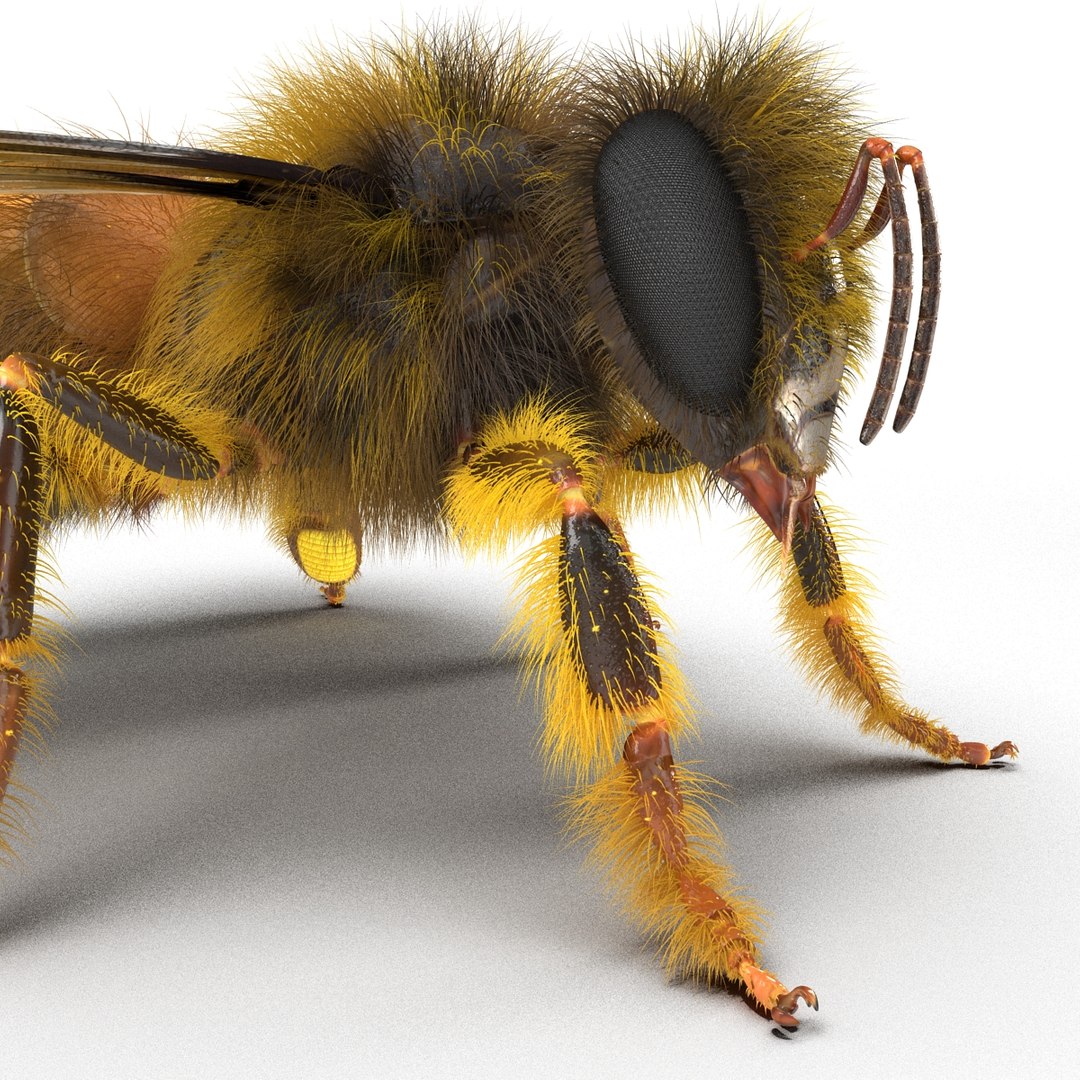 bee realistic 3d model