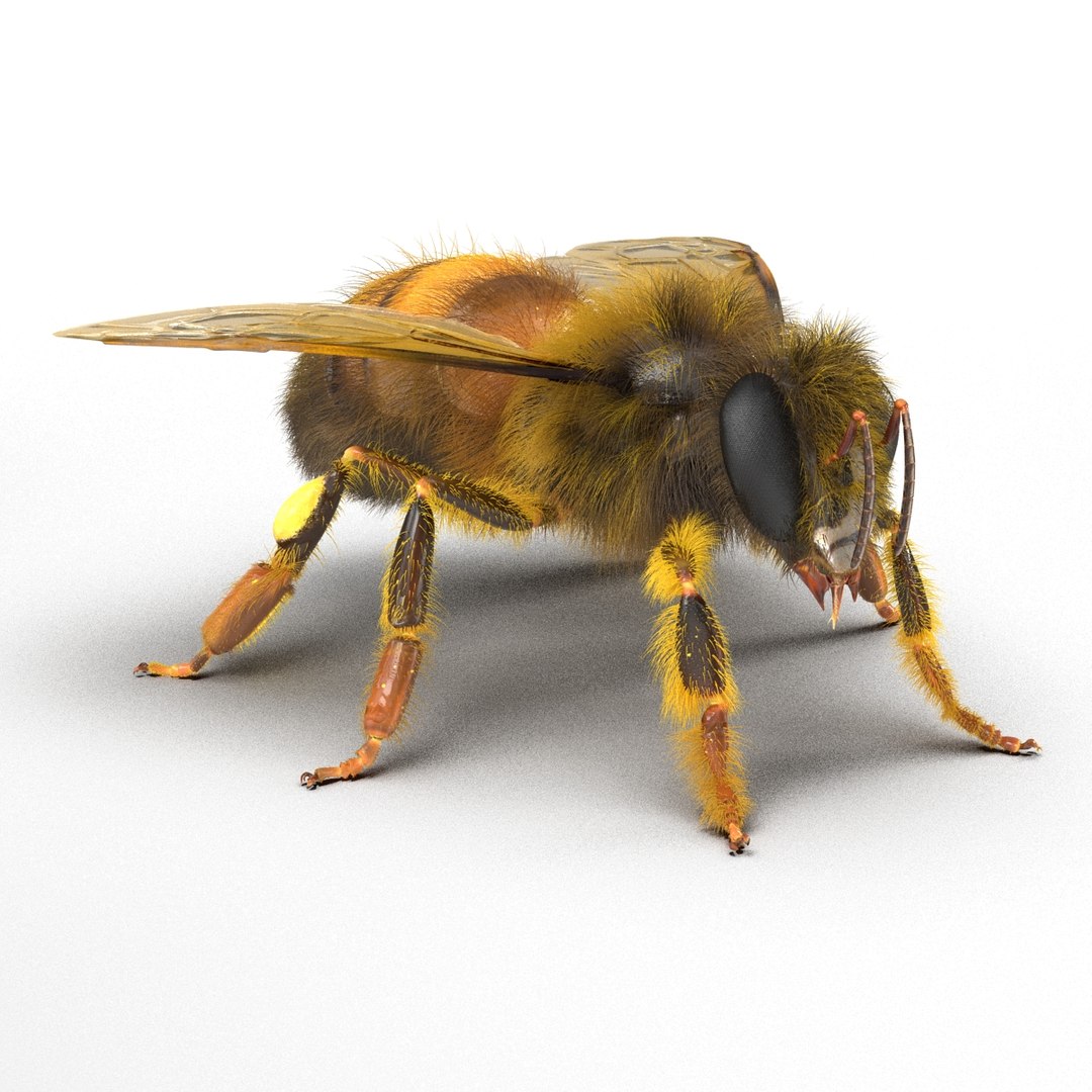 Bee Realistic 3d Model