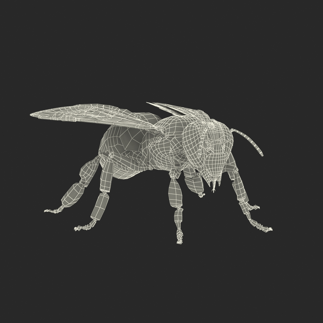 Bee Realistic 3d Model