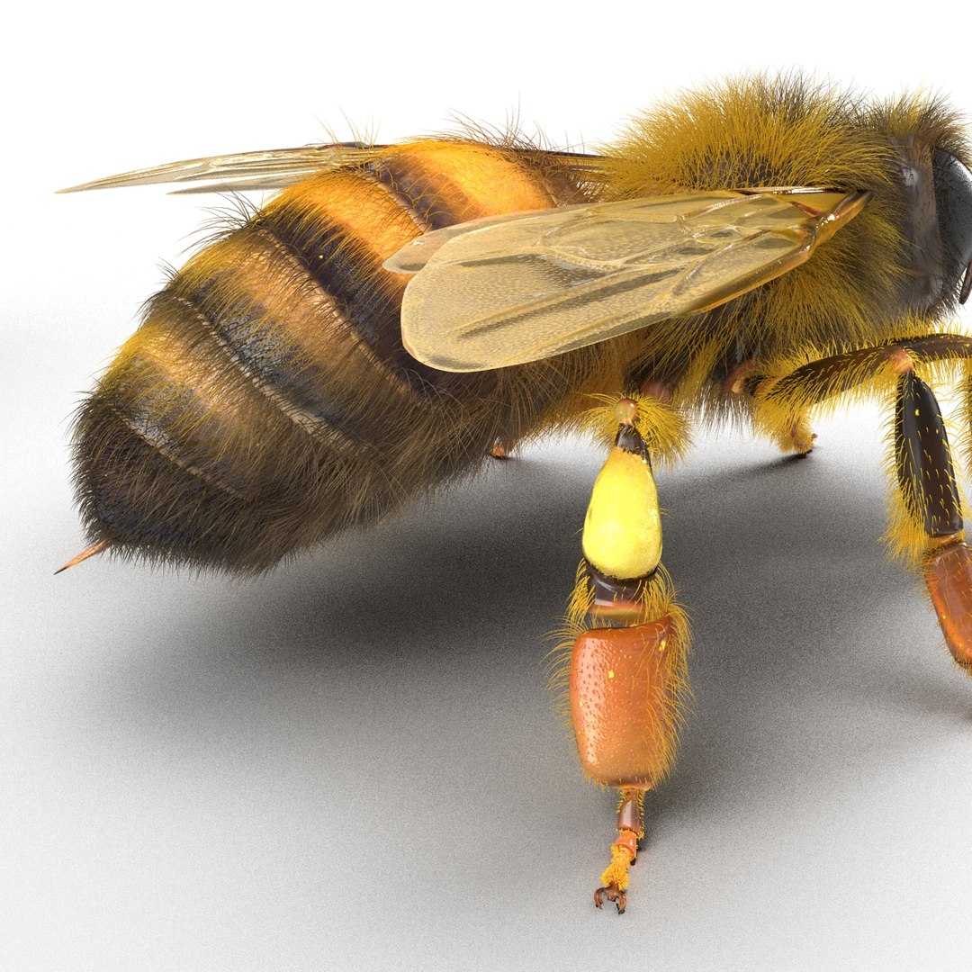 bee realistic 3d model