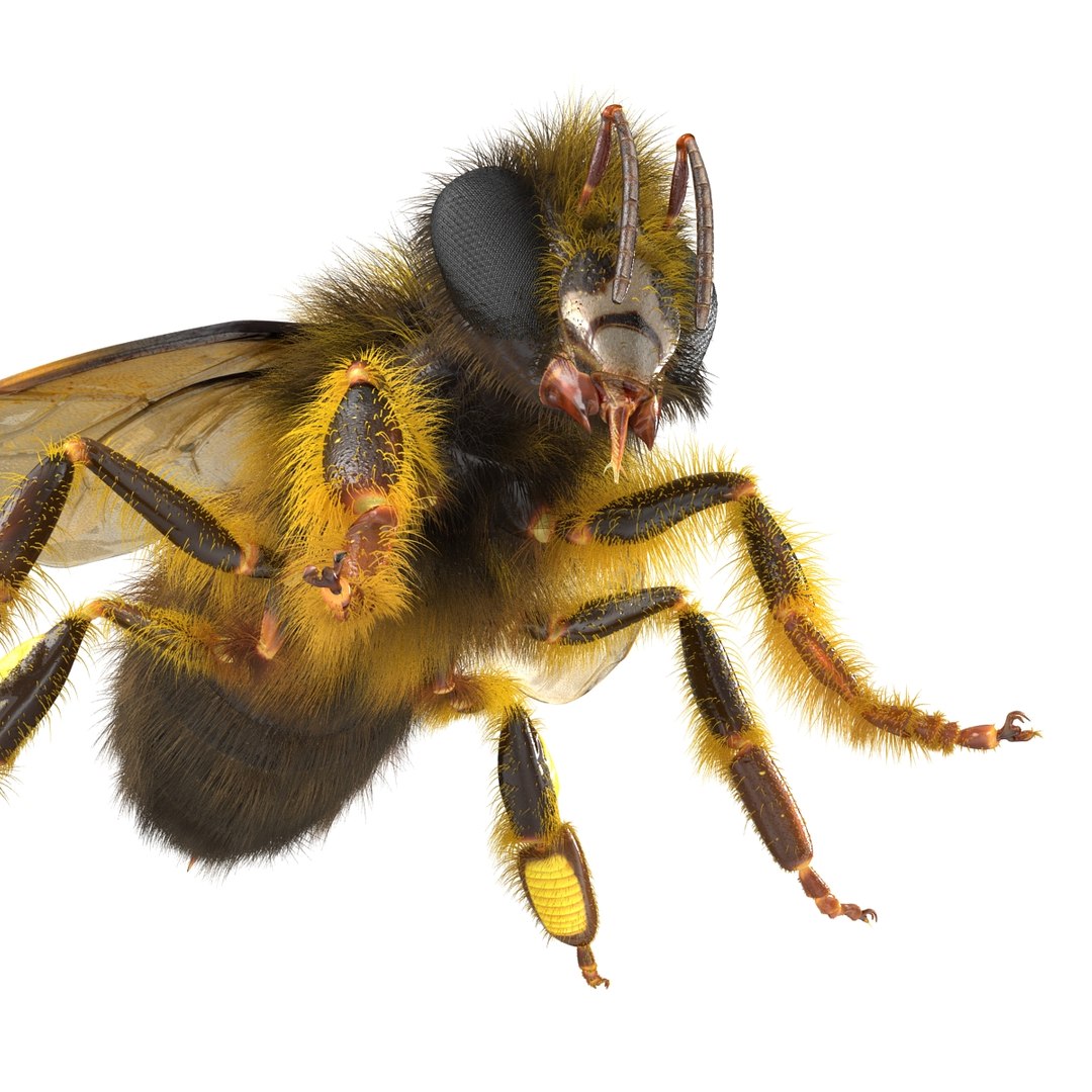 bee realistic 3d model