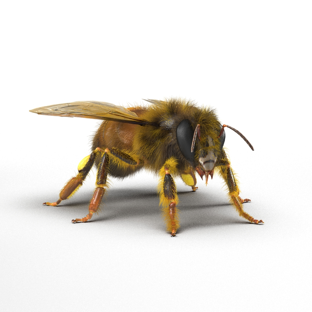Bee Realistic 3d Model