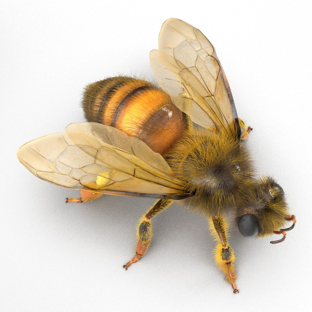 Bee Realistic 3d Model