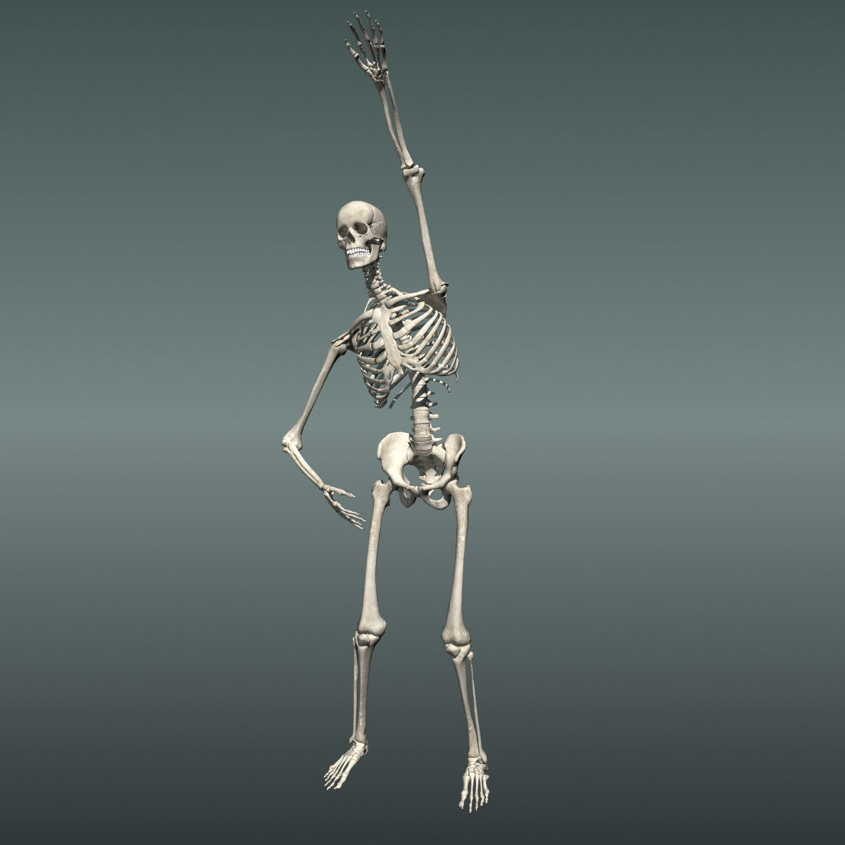 human skeleton 3d model
