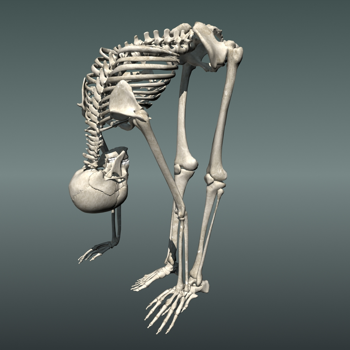 human skeleton 3d model