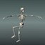Human Skeleton 3d Model
