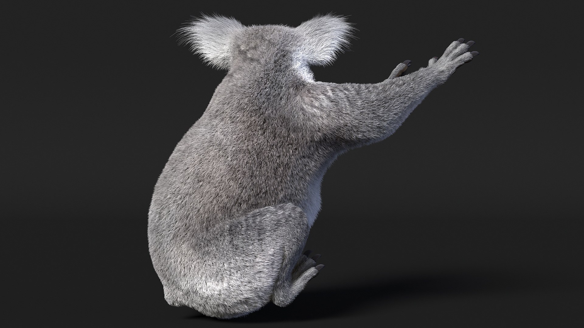 3D Koala Seated Pose Fur - TurboSquid 2167012
