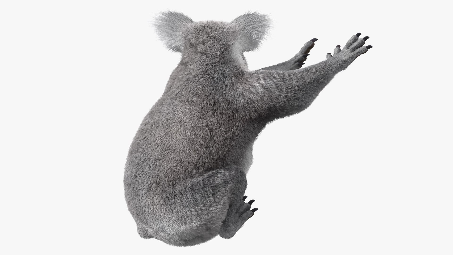 3D Koala Seated Pose Fur - TurboSquid 2167012