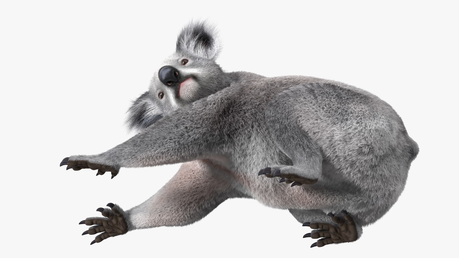 3D Koala Seated Pose Fur - TurboSquid 2167012