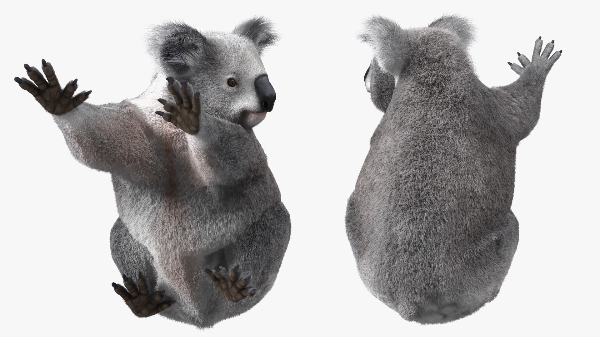 3D Koala Seated Pose Fur - TurboSquid 2167012