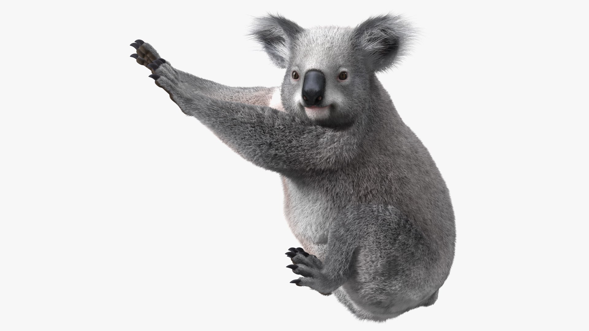 3D Koala Seated Pose Fur - TurboSquid 2167012