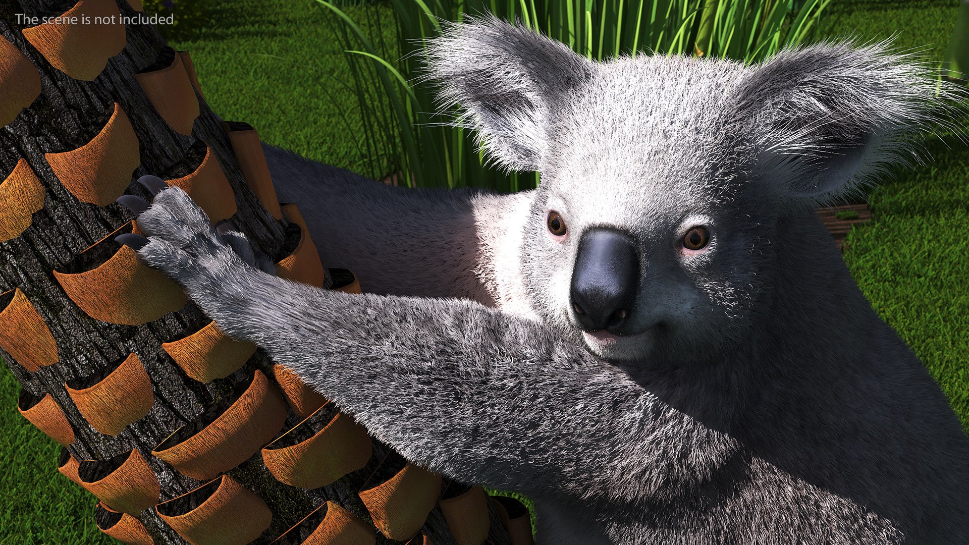 3D Koala Seated Pose Fur - TurboSquid 2167012