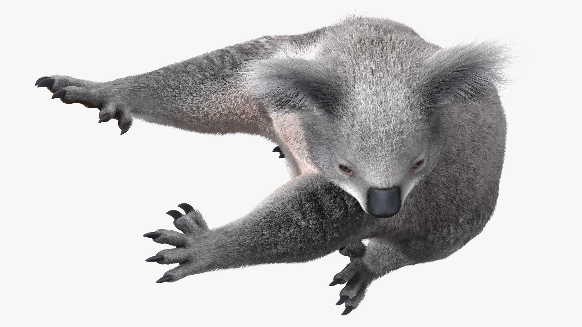 3D Koala Seated Pose Fur - TurboSquid 2167012