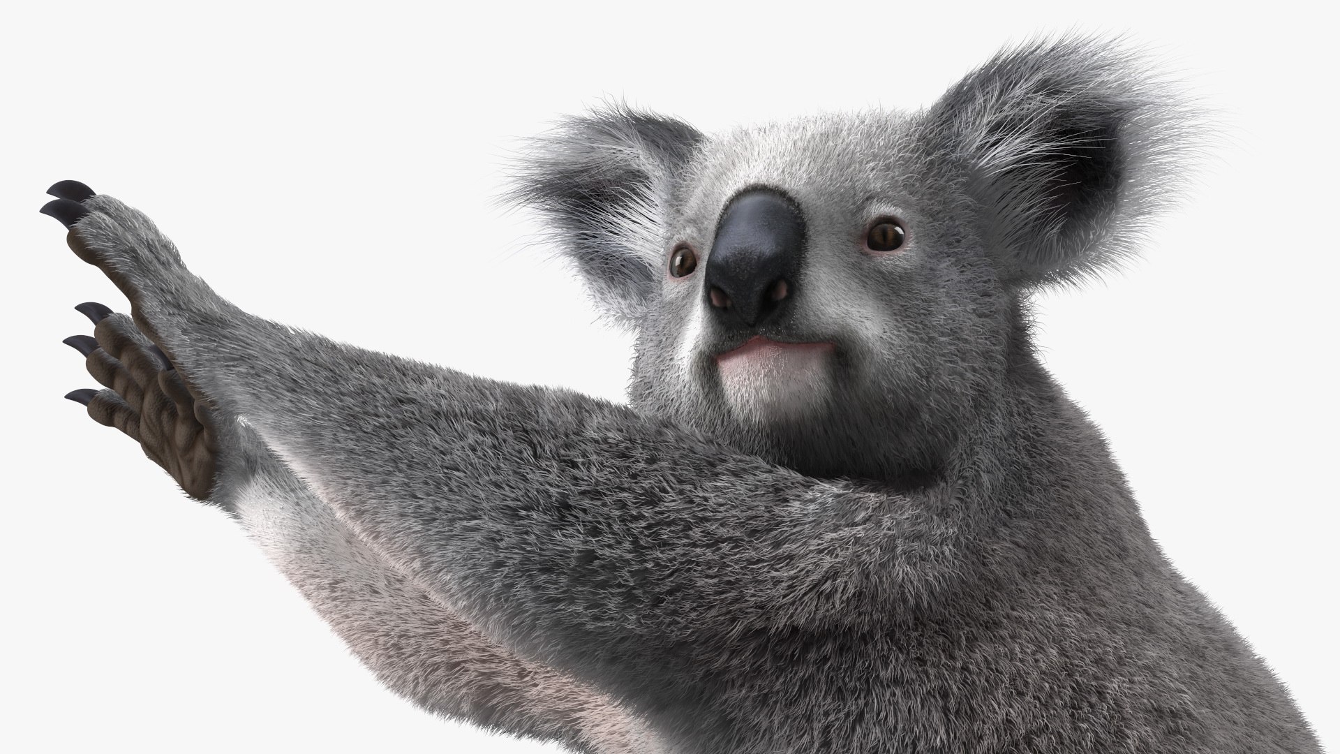 3D Koala Seated Pose Fur - TurboSquid 2167012