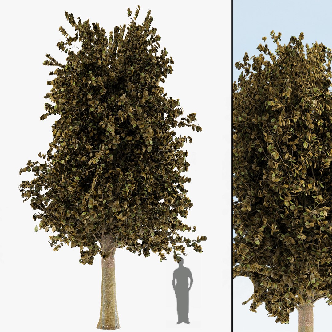 3D Model Tree Forest - TurboSquid 1490717