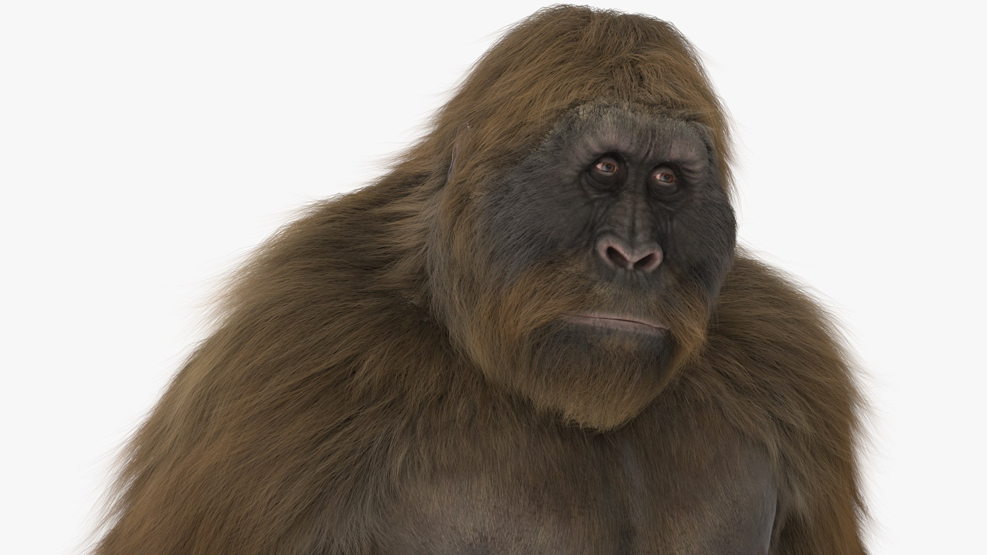 Gigantopithecus In Standing Pose Fur 3D Model - TurboSquid 2311883