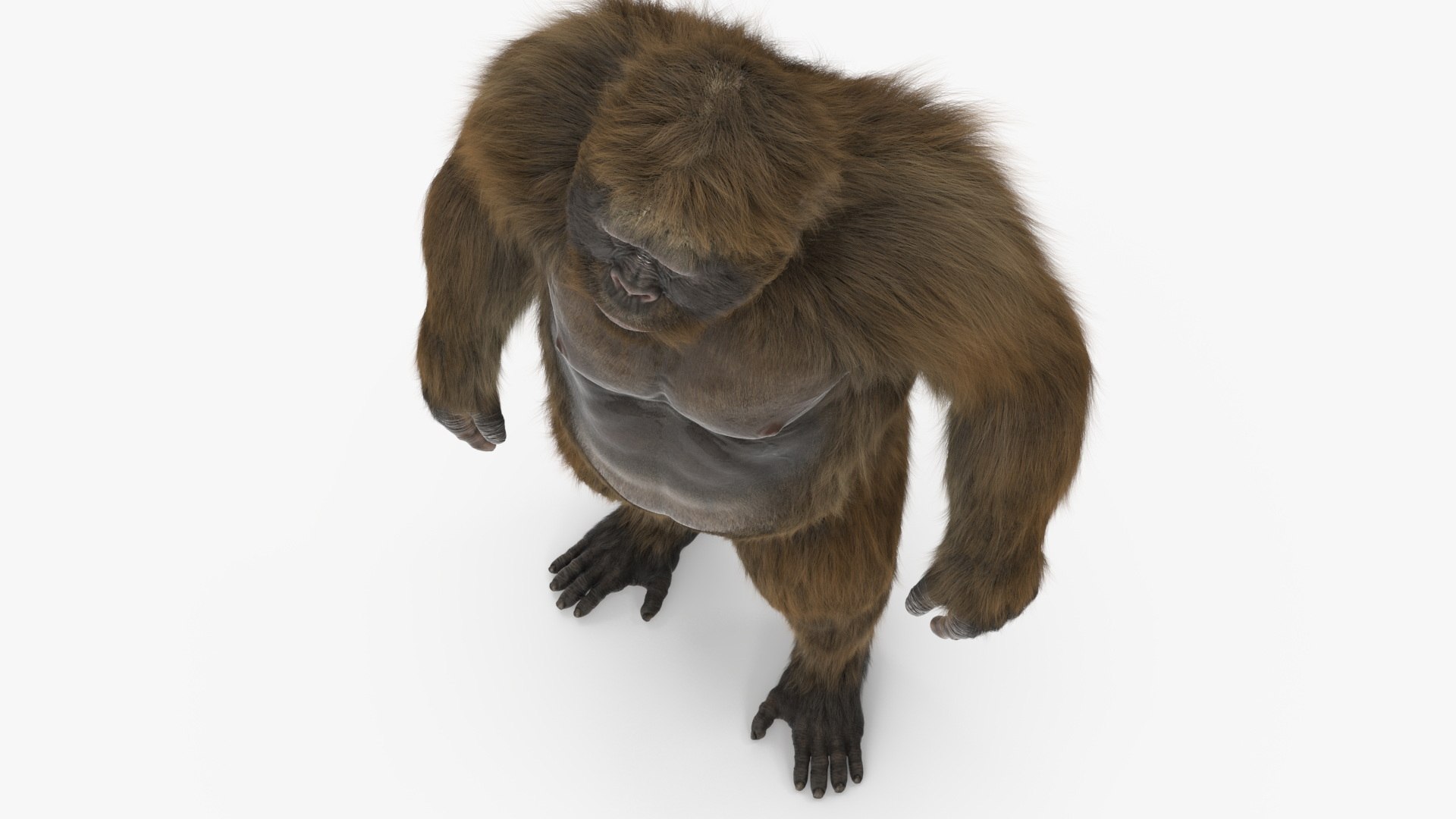 Gigantopithecus In Standing Pose Fur 3D Model - TurboSquid 2311883
