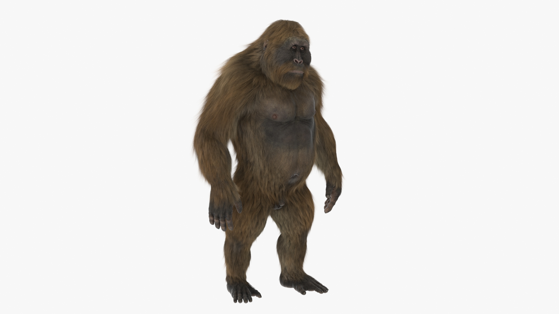 Gigantopithecus In Standing Pose Fur 3D Model - TurboSquid 2311883