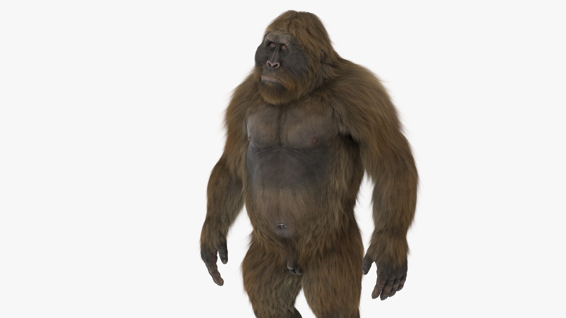 Gigantopithecus In Standing Pose Fur 3D Model - TurboSquid 2311883