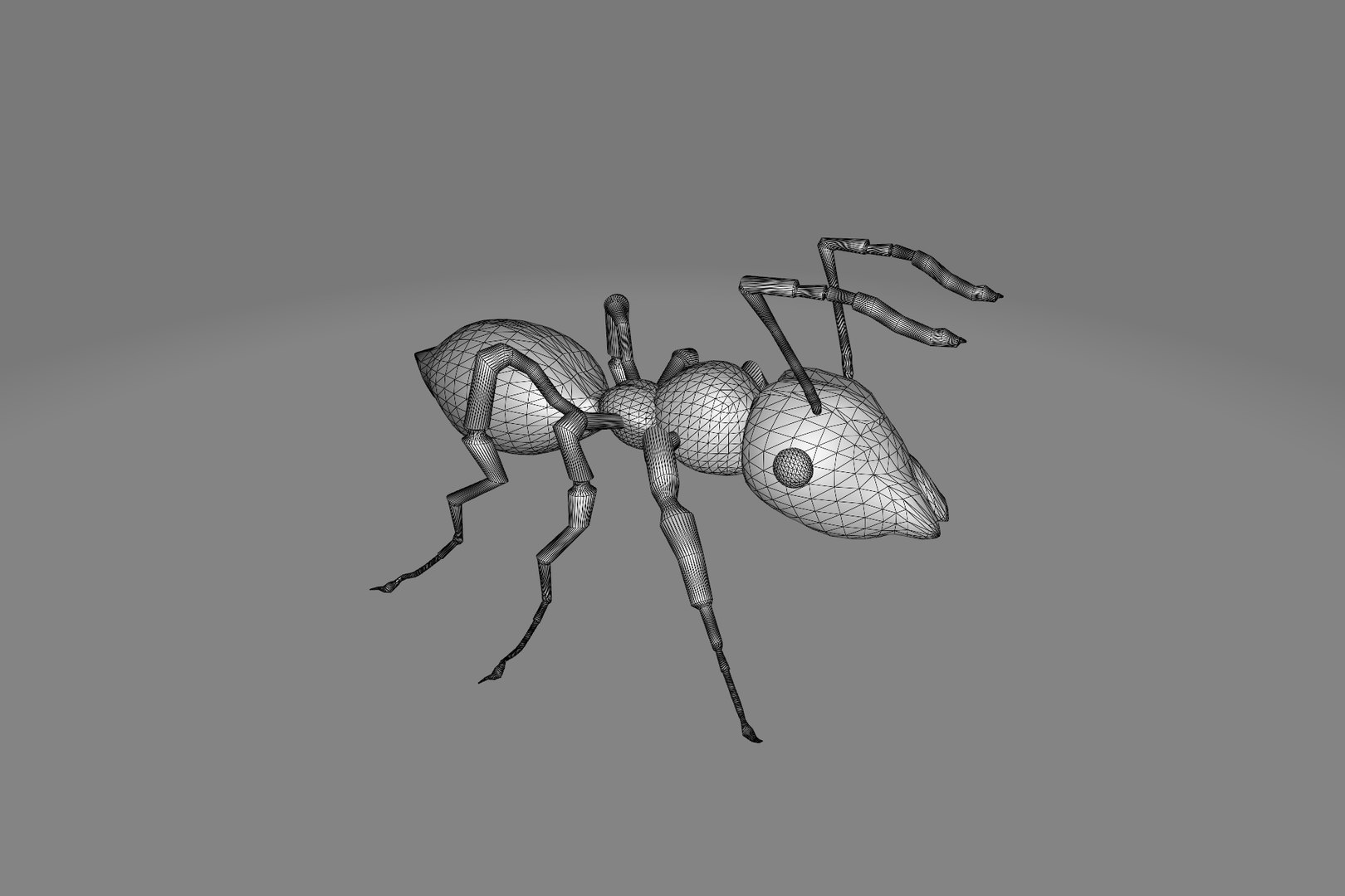 Ant 3D Model Model - TurboSquid 1923427