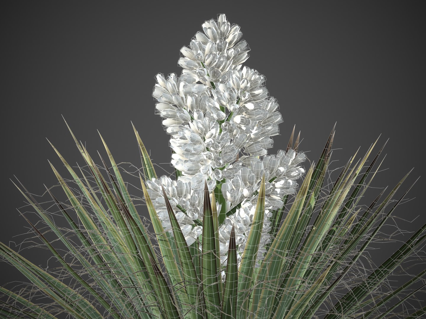 3D XfrogPlants Giant Dagger - Yucca Faxoniana Model - TurboSquid 1741651