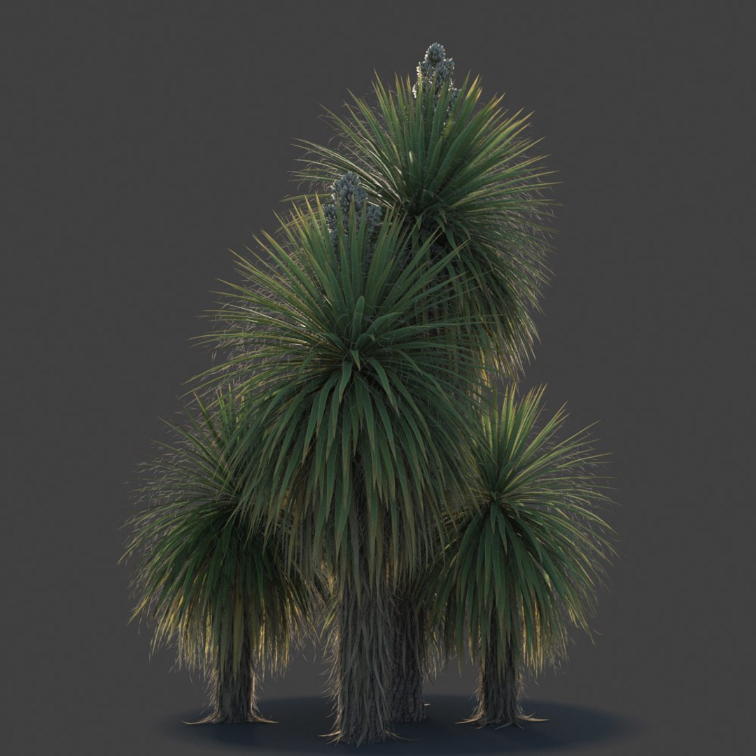 3D XfrogPlants Giant Dagger - Yucca Faxoniana Model - TurboSquid 1741651