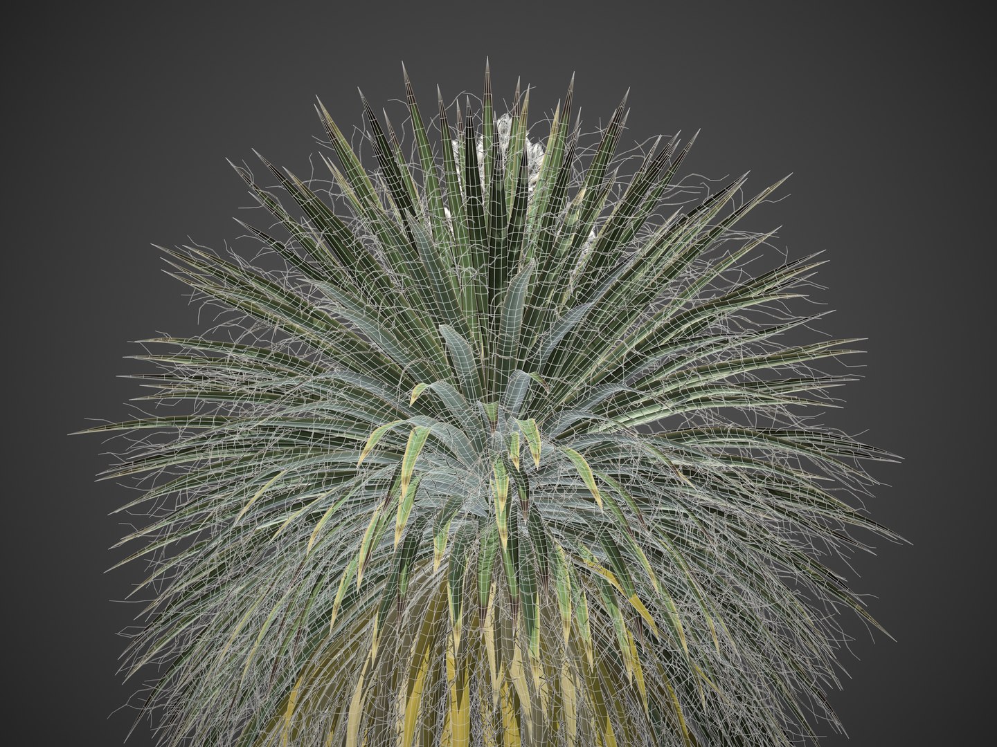 3D XfrogPlants Giant Dagger - Yucca Faxoniana Model - TurboSquid 1741651