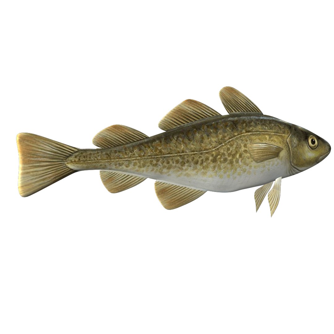 Atlantic cod 3D model - TurboSquid 1261283