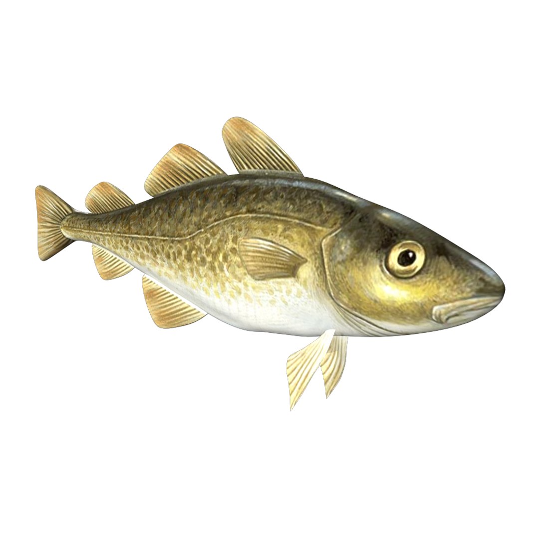 Atlantic cod 3D model - TurboSquid 1261283