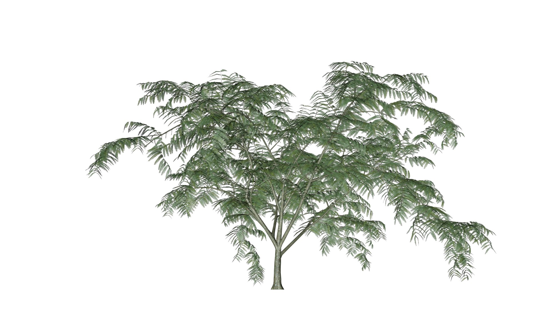 Mimosa Tree - 05 - 3D Model - TurboSquid 2377172