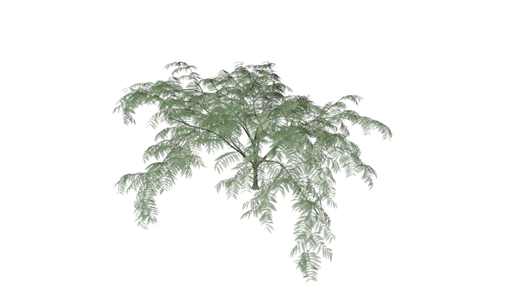 3D Mimosa Tree Collection Model - TurboSquid 2379040