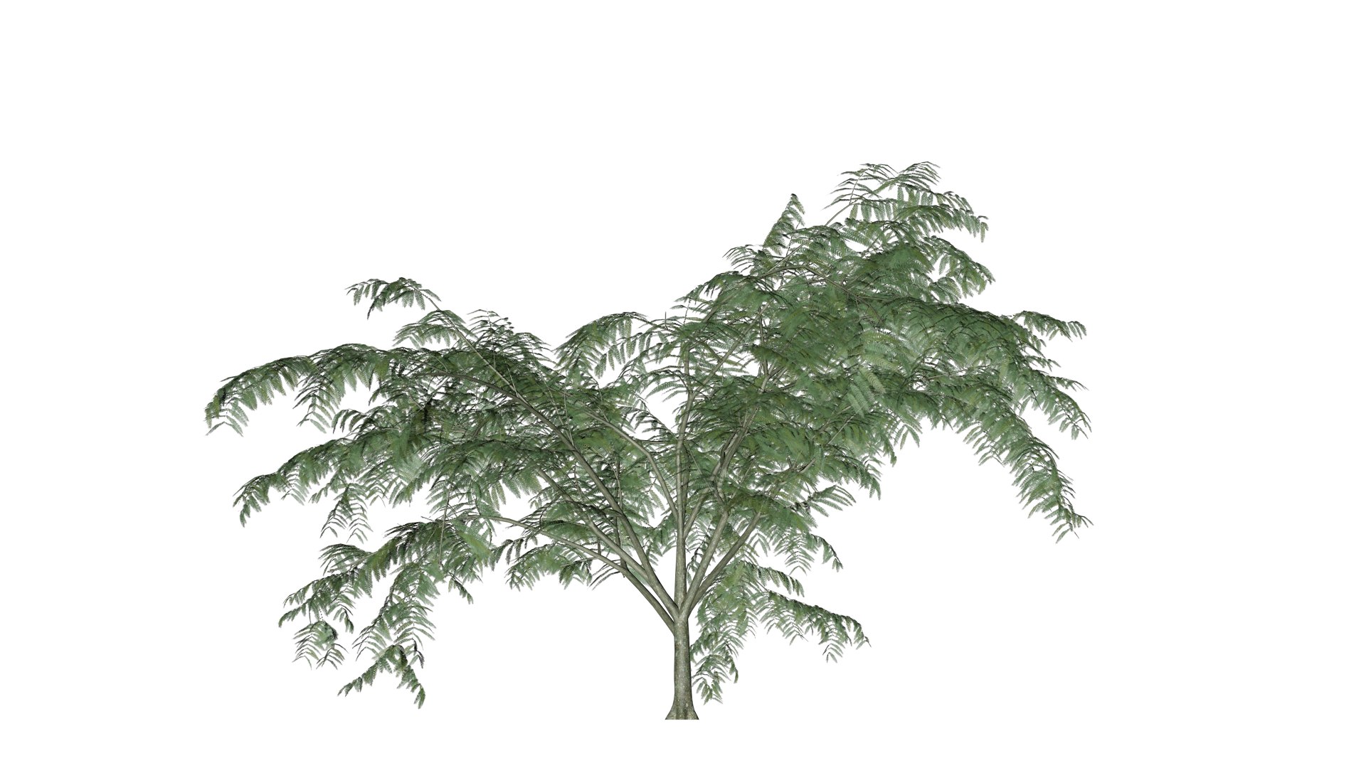 Mimosa Tree - 05 - 3D Model - TurboSquid 2377172