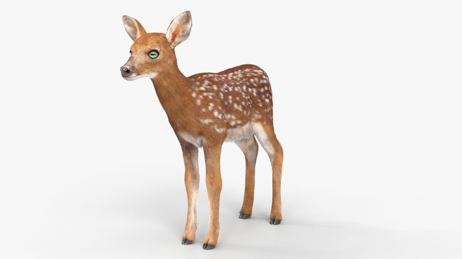3D Model White-Tailed Fawn Deer Baby Fur Rigged For Maya - TurboSquid ...