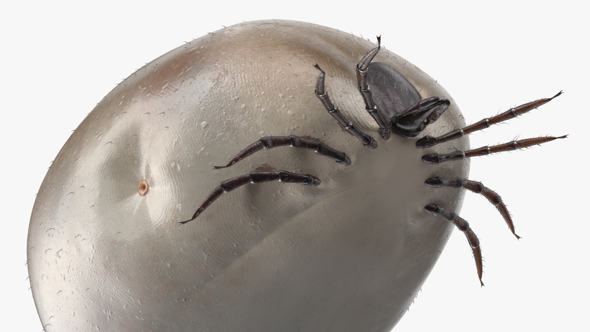 Bloated Tick Fur Rigged Model - TurboSquid 2335663