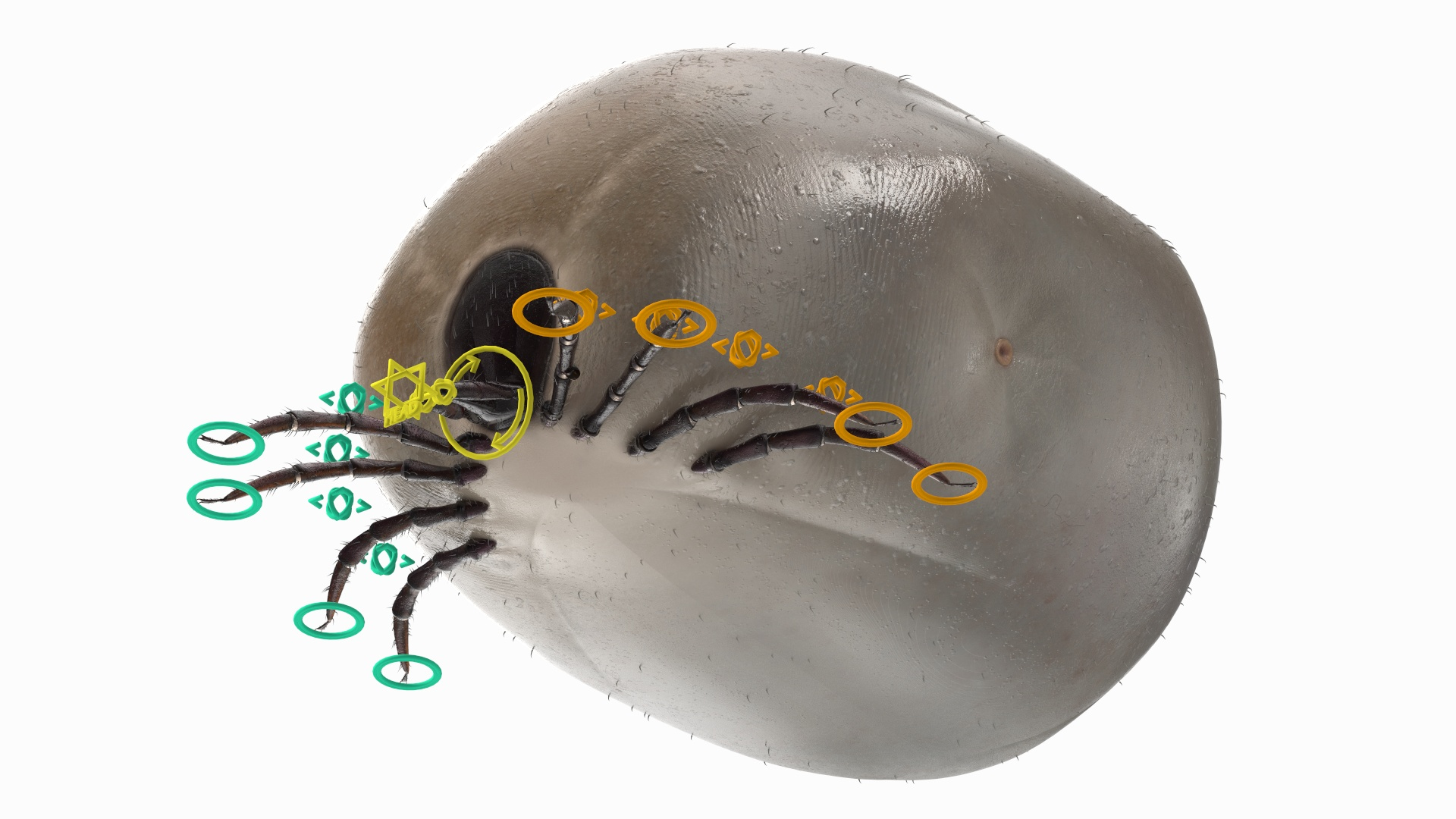 Bloated Tick Fur Rigged Model - TurboSquid 2335663