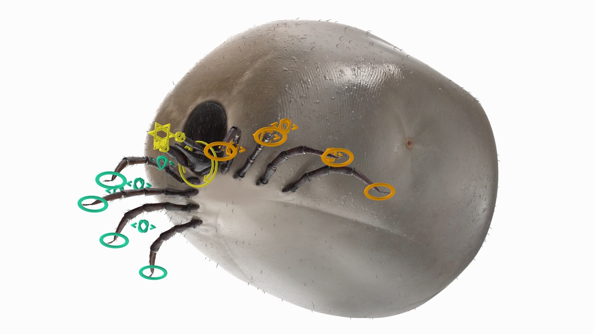 Bloated Tick Fur Rigged Model - TurboSquid 2335663